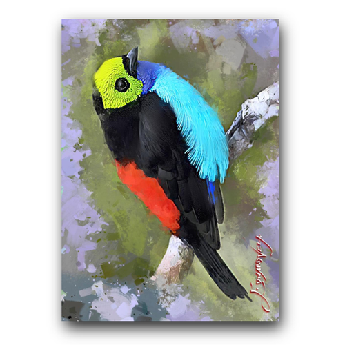 Paradise tanager Art Card Limited 20/50 Edward Vela Signed (Animals ...