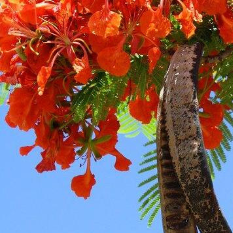 Red Delonix regia Live Plant (Flame Tree) grown in Ceylon (no pot) | eBay