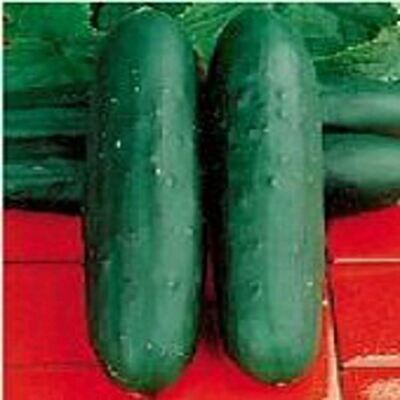 Dasher II Cucumbers Seeds (25+ Seeds)(More Heirloom, Organic, Non GMO ...