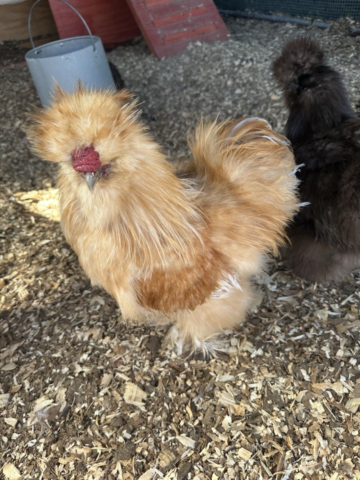 (6) Show Quality Silkie Bearded & Crested Fertile Hatching Eggs ...