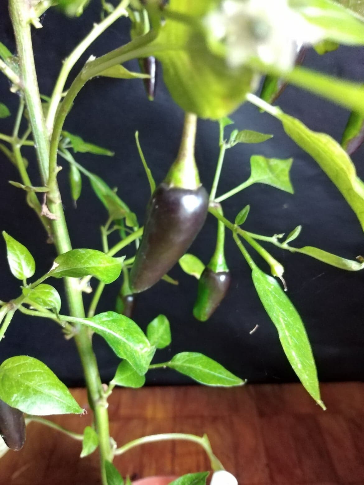 15 chenzo Chilli Seeds - 100% Genuine - from our ripe red pods - free ...