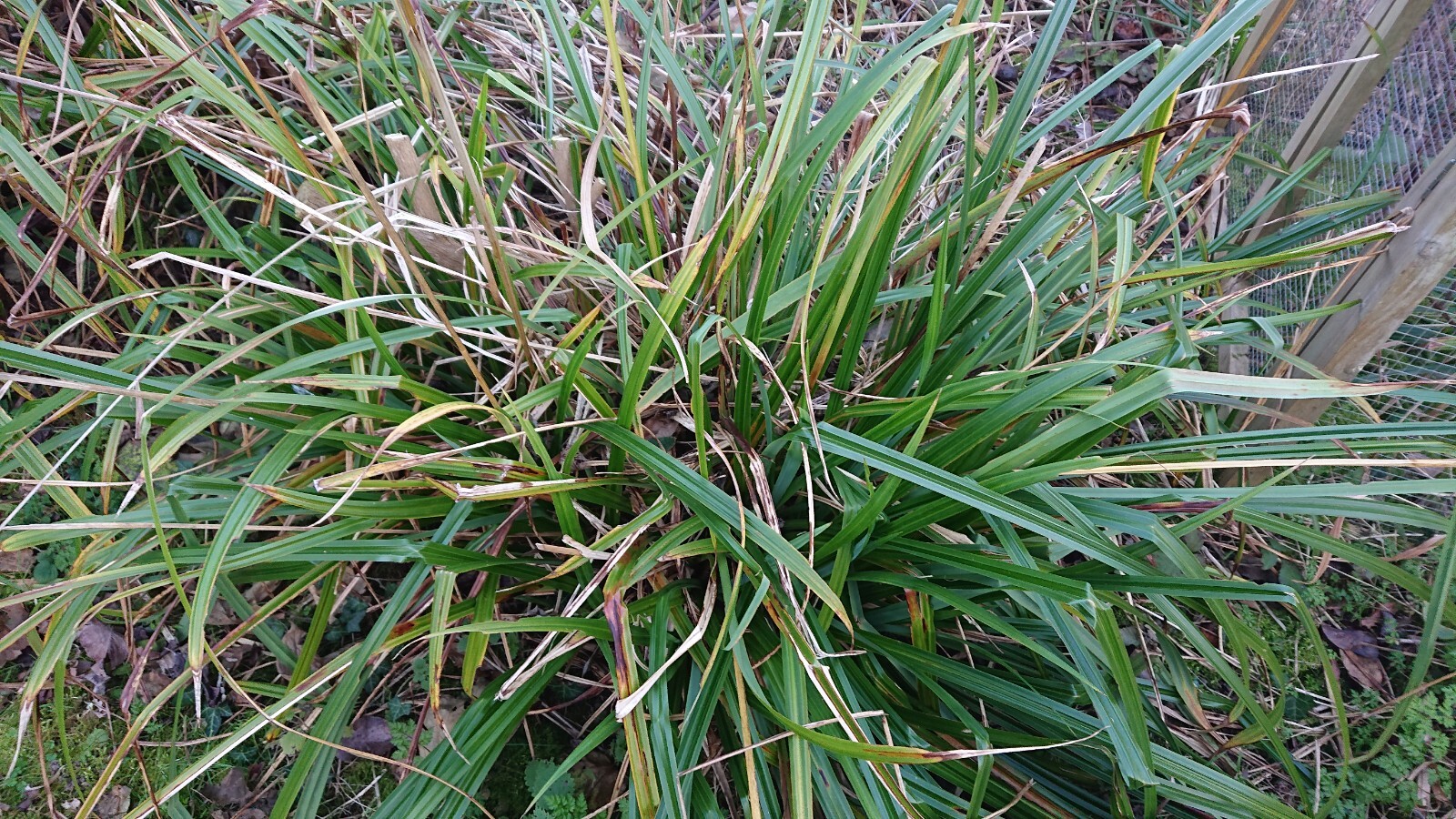 CAREX PENDULA - UK NATIVE pond marginal - WEEPING SEDGE GRASS - Bare ...
