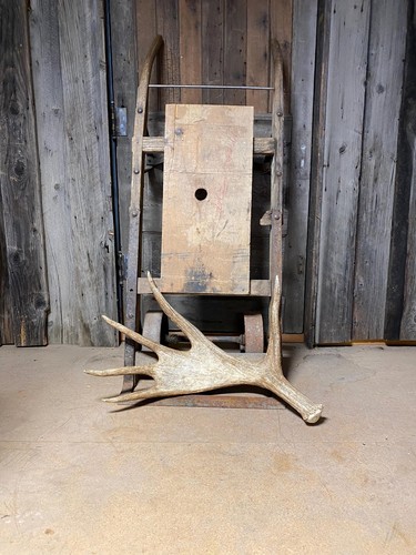 Moose Antler Paddle- 16-Inch palm with Distinctive Finger Tines, High ...