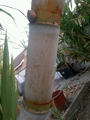 SUGAR CANE GREEN JUICING CHEWING ORGANIC PLANT, 1 STICK | eBay