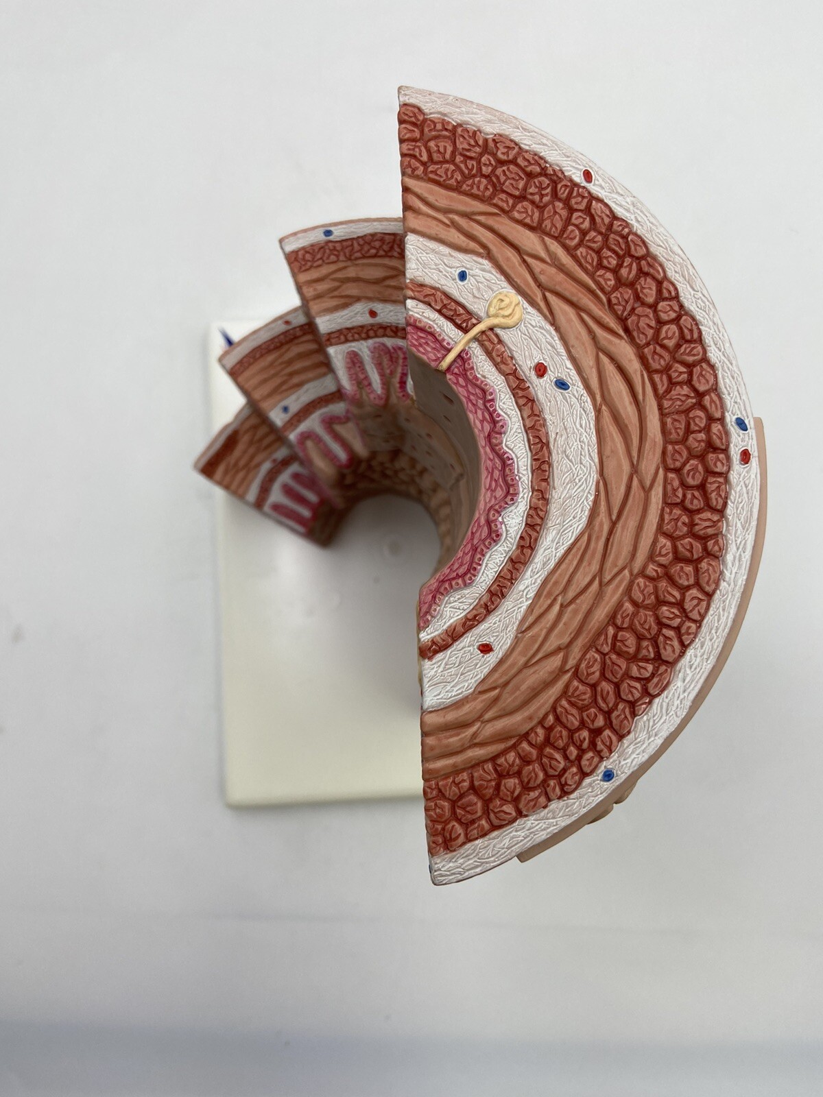 3B Scientific MICROanatomy Digestive System Model, 20-times Magnified ...