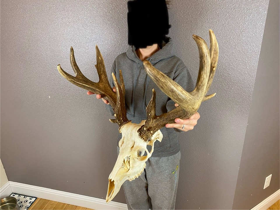 BIG European REAL Skull Whitetail Deer Antlers Set Wild Horns PALMATED ...