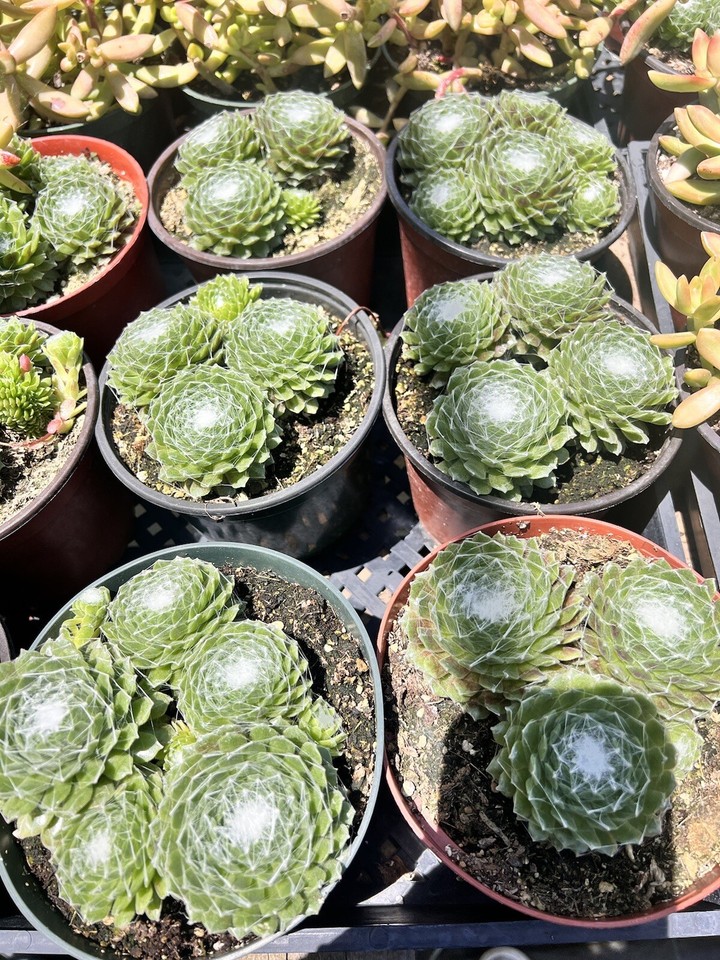 Sempervivum arachnoideum AKA Cobweb Succulents In 6 inch Beautiful ...