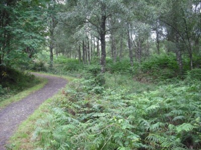 Photo 6x4 Forest path Aberfoyle Through native woodland near David ...
