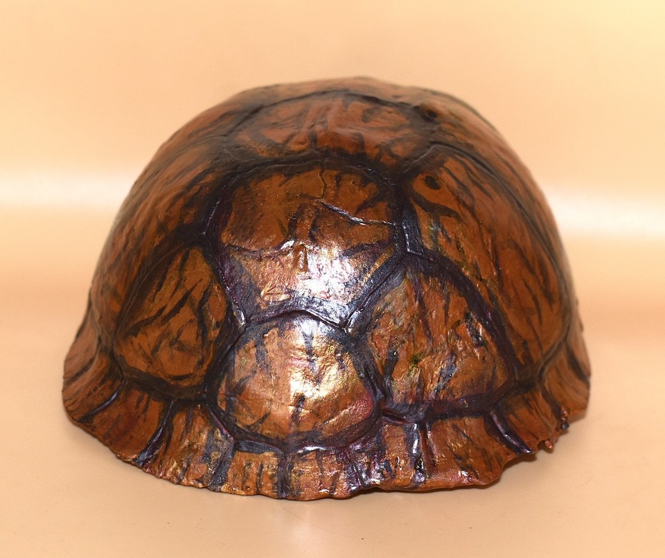 Eastern Box Turtle Shell Appalachian Taxidermy Art & Appalachian Coral ...