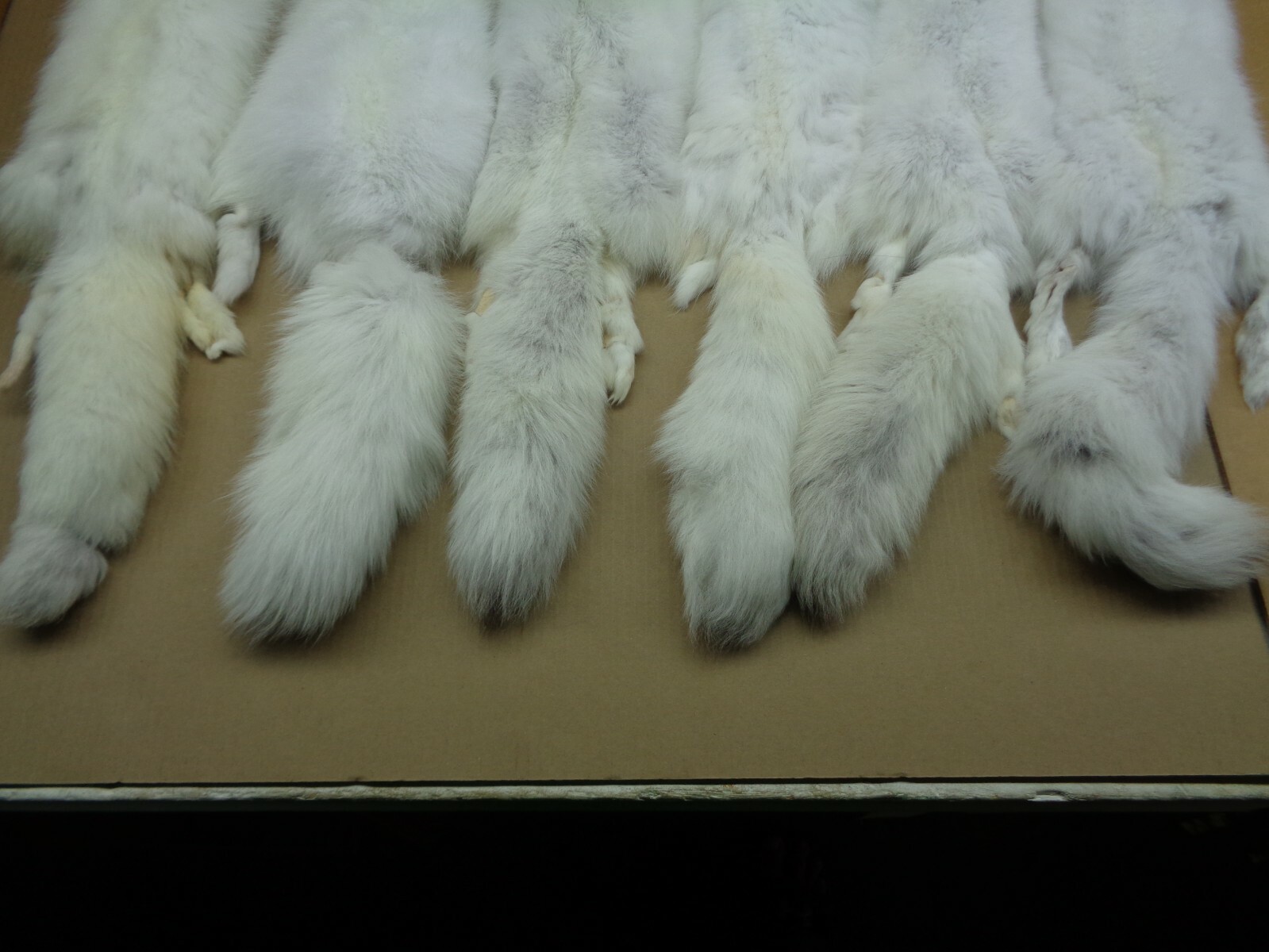 Tanned #2 Arctic/White Fox Hides/Furs/Trapping/Taxidermy/Crafts/Freshly ...