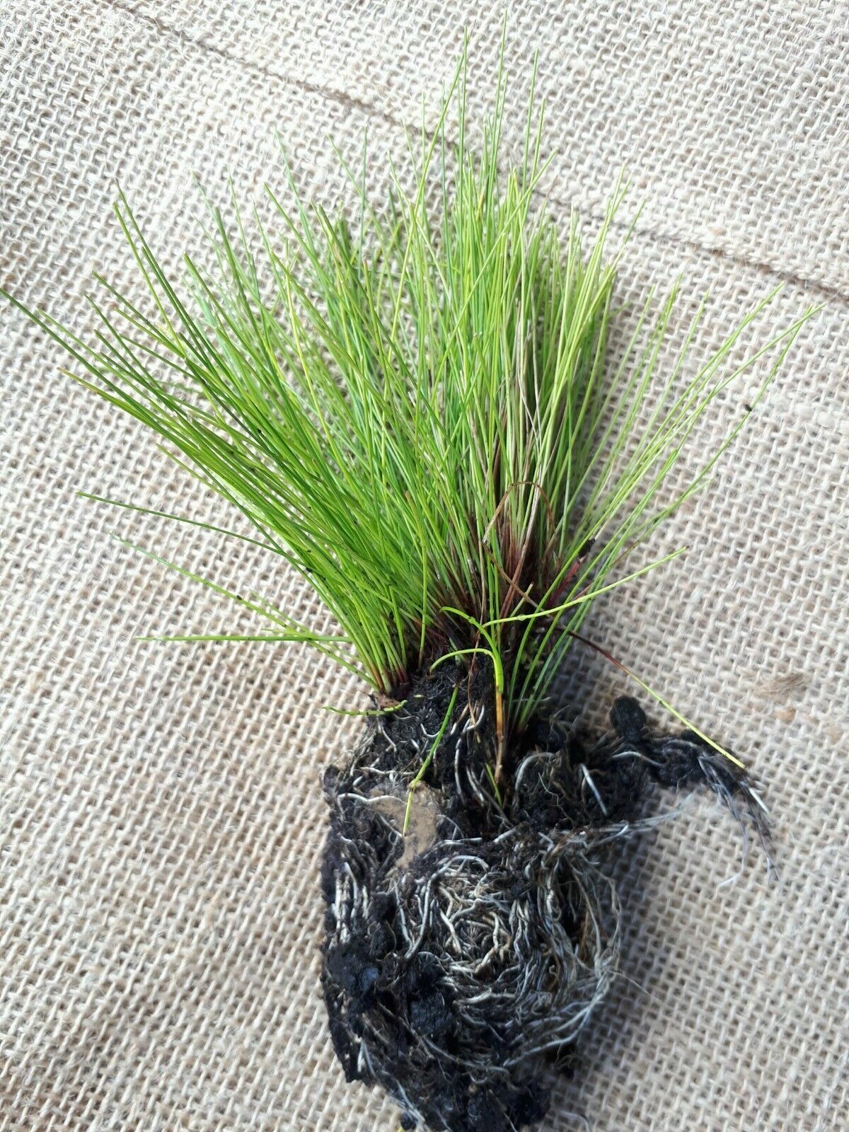 Various pond marginal bog plants oxygenating Iris water mint cress ...