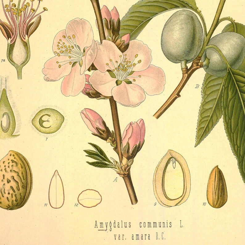 Almond Tree Illustration