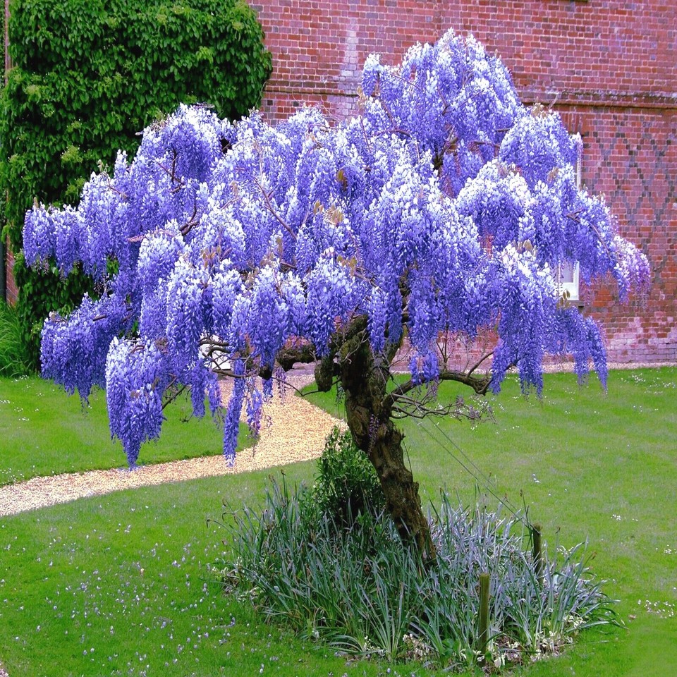 5 Chinese Blue Wisteria sinensis Tree Seeds Fast Climber Flower Vine ...