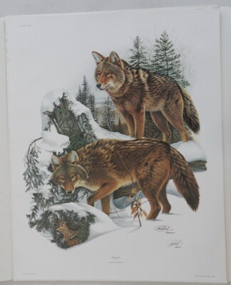 Richard Timm Coyote Canis 22"x28" Registered & Signed Lithography Fine ...