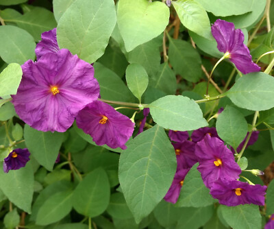 SOLANUM RANTONETTI ROYAL ROBE | eBay