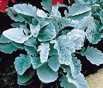 Flies - Dusty Miller