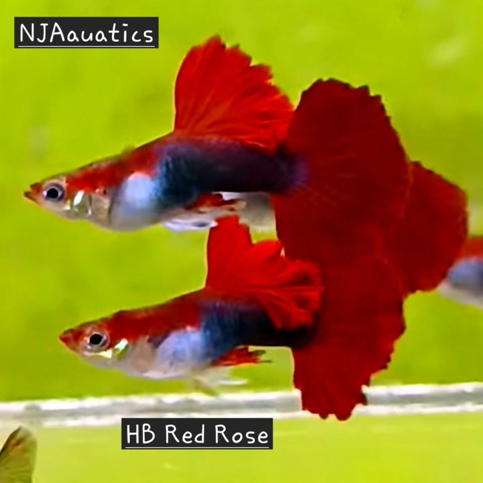 HB Red Rose - Adult 1 Trio - 1M2F - Live Guppy fish usa seller. | eBay