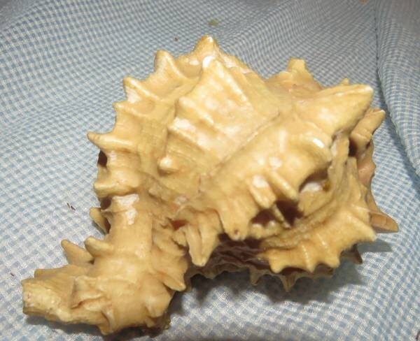 VINTAGE 5" BY 3.5" SPIKED HORNED SEA SHELL CONCH | eBay
