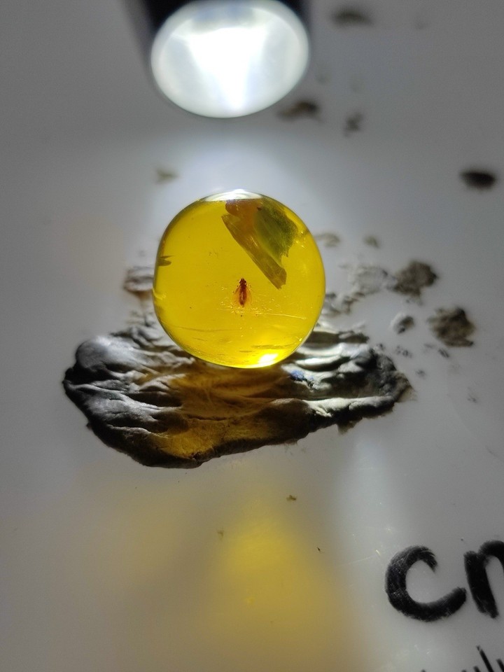 Fossil amber Insect Burmese burmite Cretaceous insects Myanmar | eBay