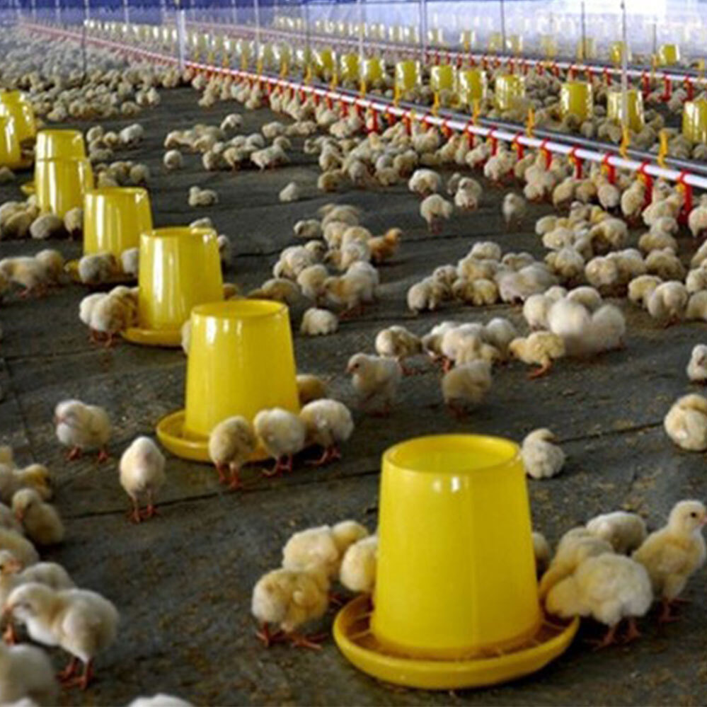 Poultry Chick Feeder Durable Food Container Bantam Feed Quail Hen ...