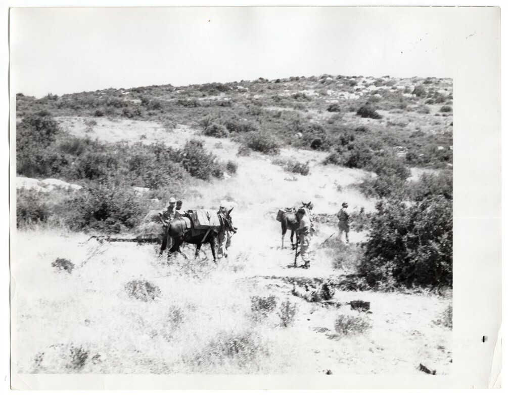 1953 Galilee Israel IDF Israeli Mule Corps on Maneuvers Original News ...