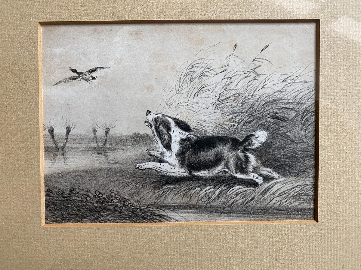 Hunting Dog Drawings