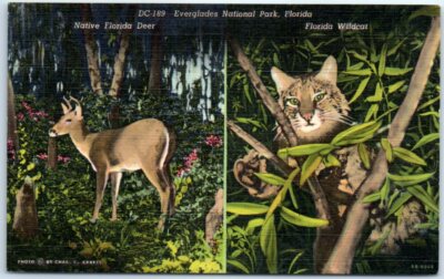 Native Florida Deer and Florida Wildcat, Everglades National Park ...