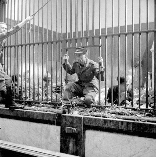 WW2 Photo WWII German Prisoners of War Kept in Zoo Cage World War Two ...