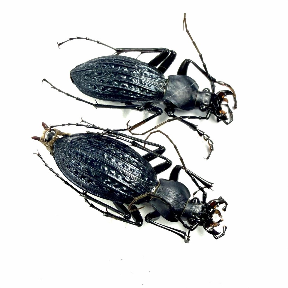 Apotomopterus Carabidae Specimen丨Carabus acorep Pair A1 Guangxi, CN | eBay