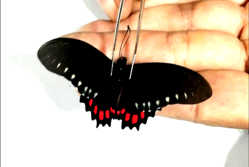 papilio mimoides phaon ssp north mexico, male unmounted, see photo for ...