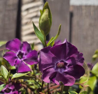 periwinkle - evergreen cascading perennial plant - in a 9 cm pot | eBay UK
