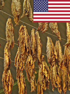 1000 Nicotiana rustica Tobacco Seeds - Aztec Tobacco - Sacred Tobacco ...