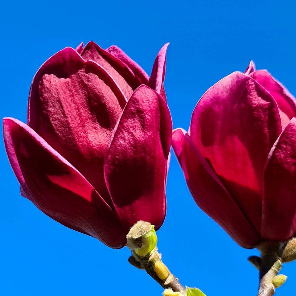 Flowering Shrub, Magnolia Genie, Compact Maroon Blooms, Spring Display ...
