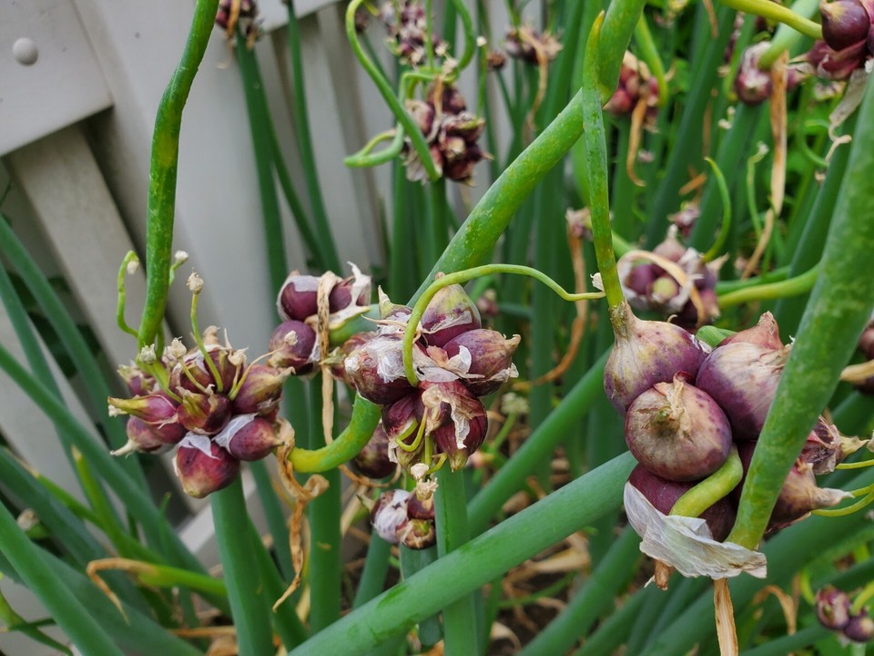 Egyptian Walking Onions Bulblets 25 Small Size Lot Organic Heirloom ...