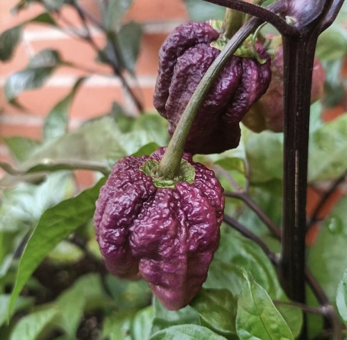 Orion Chilli Seeds - Chinese Capsicum - Garden Chili Seeds - Limited ...
