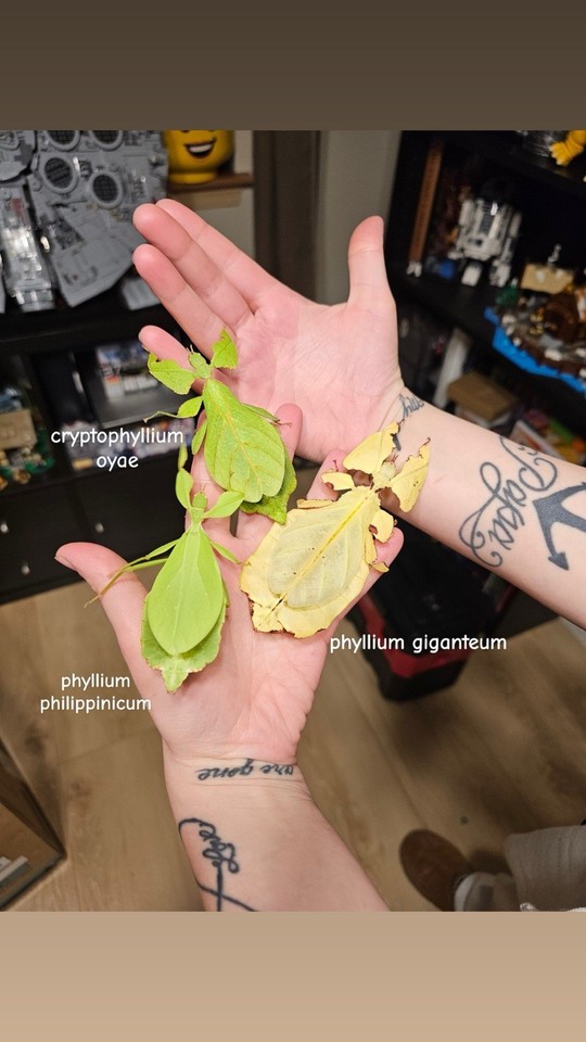 Cryptophyllium Oyae Leaf Insect 1ct Live Feeder Insect (PLEASE READ ...