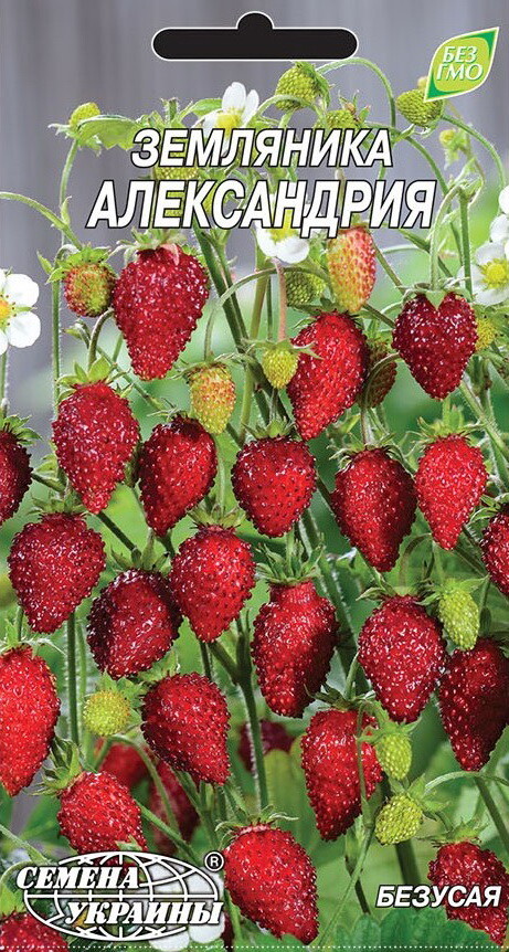 Rare Organic Natural Heirloom Wild Strawberries Seeds "Aleksandriya ...