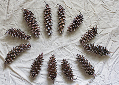 60 Real Pinecones Eastern White Pine Cones Natural Dried Craft Supplies ...