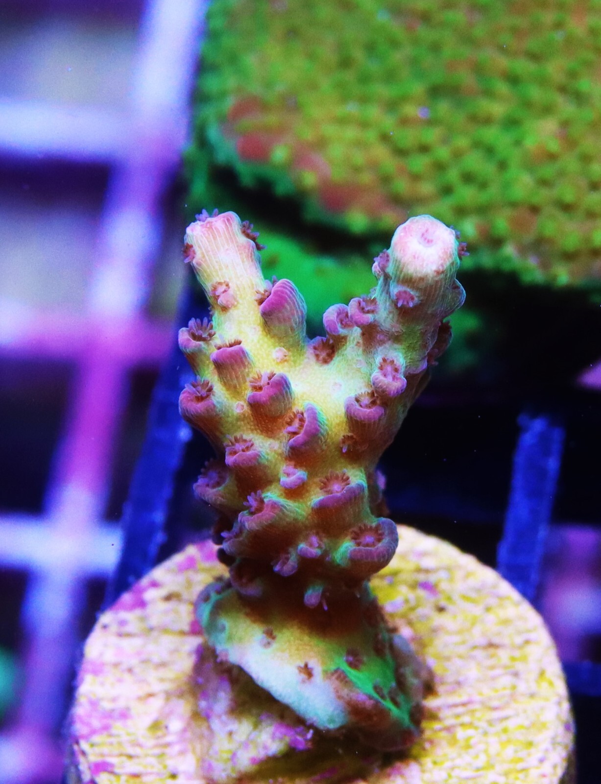 Mystery Acropora Zoanthids Paly Zoa SPS LPS Corals, WYSIWYG | eBay