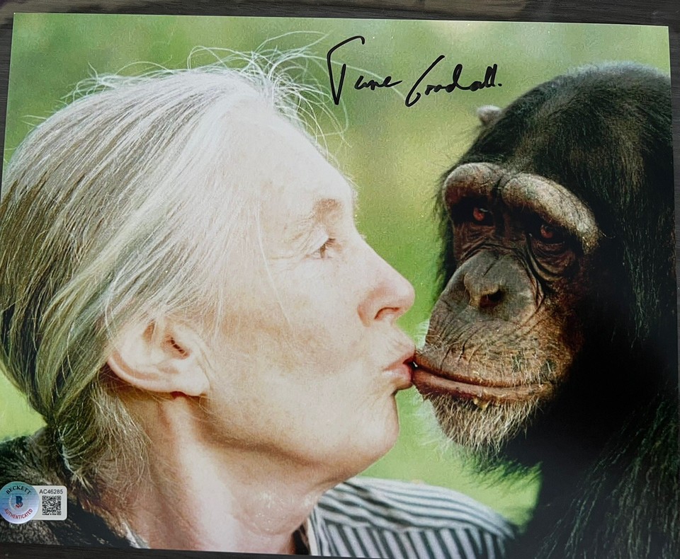 JANE GOODALL HAND SIGNED IN PERSON AUTOGRAPH 10X8 RARE BECKETT BAS COA ...