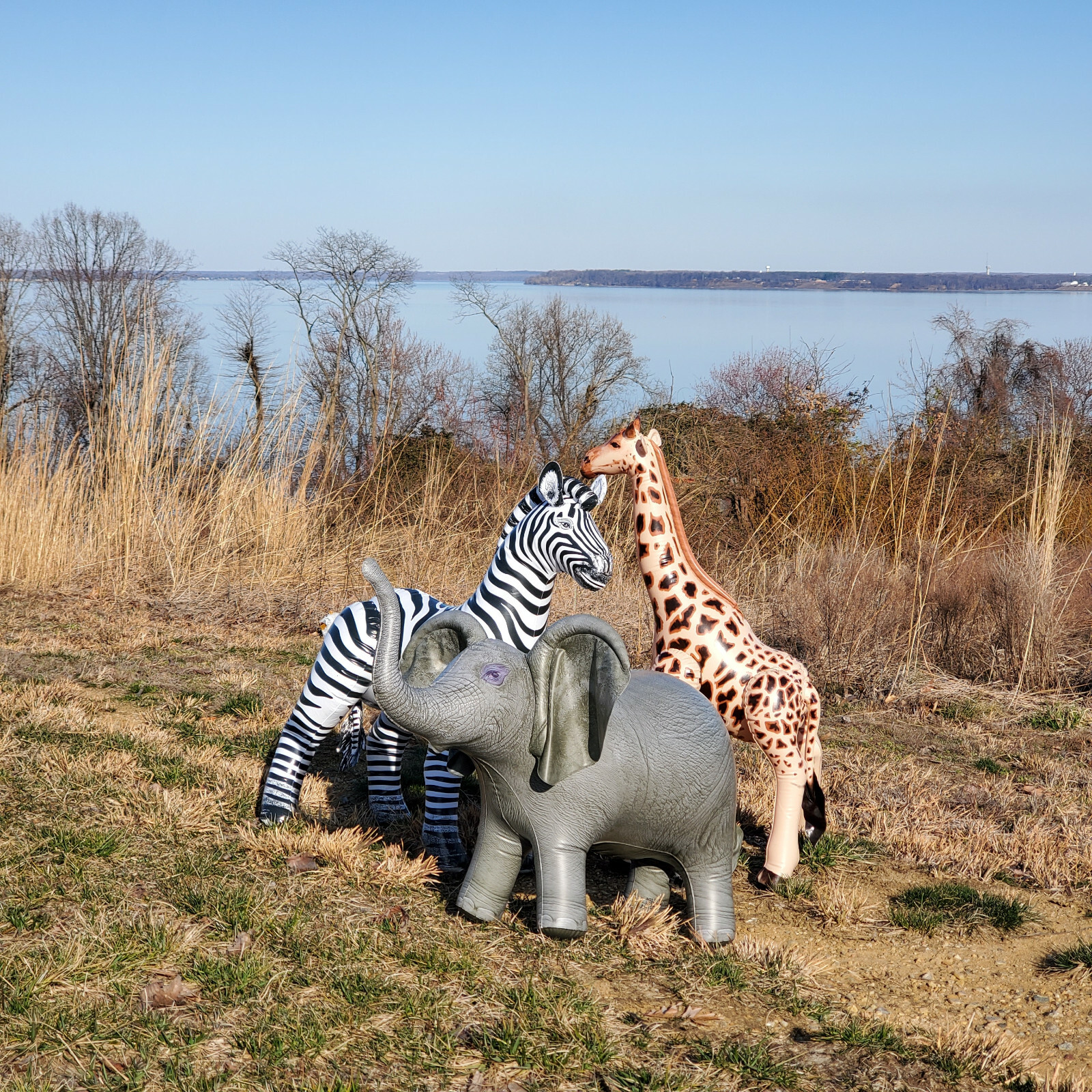Jet Creations Safari 3 Pack Giraffe Zebra Elephant Great for Pool and ...