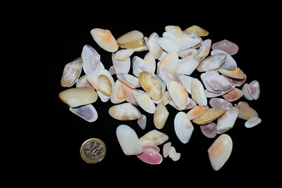 Colourful WEDGE shells | eBay UK