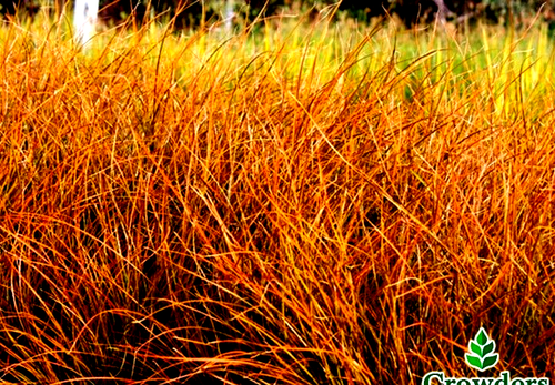 ORANGE SEDGE GRASS 100 SEEDS, CAREX TESTACEA, HARDY PERENNIAL ...