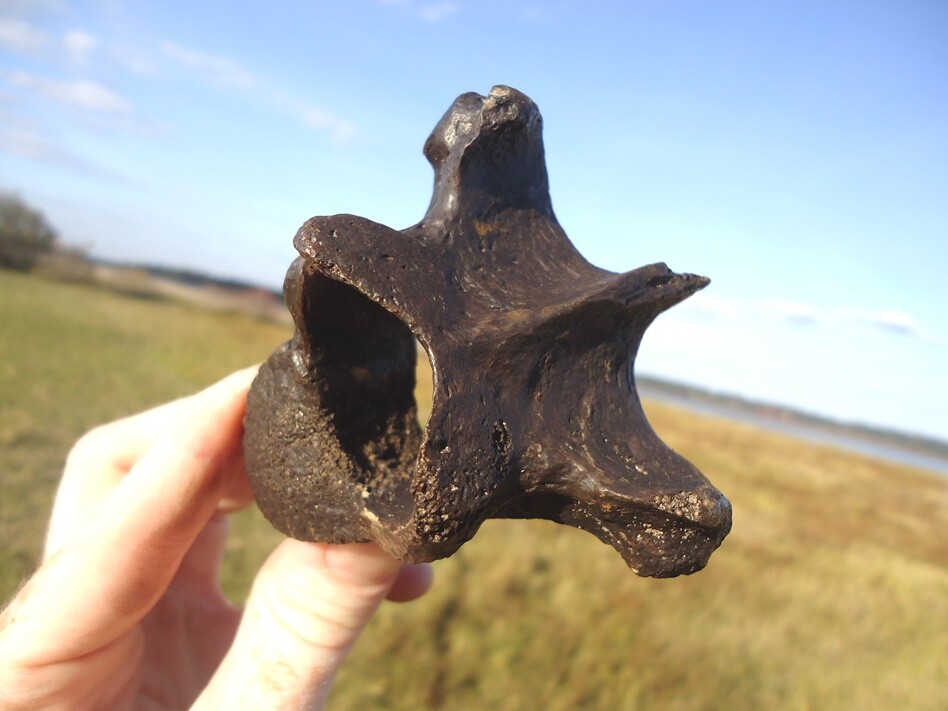 AWESOME SLOTH THORACIC VERTEBRA FLORIDA FOSSILS ICE AGE BONES TOOTH ...