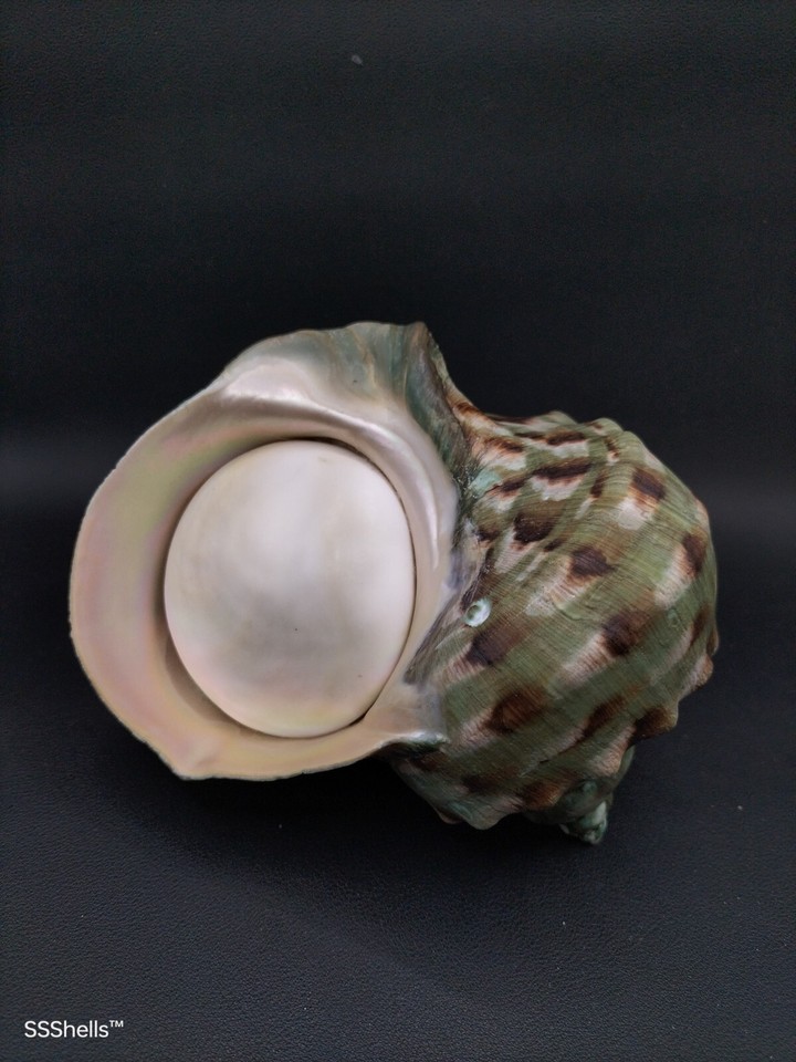 Giant 5.7" natural turbo marmoratus sea shell. Operculum Collectors ...