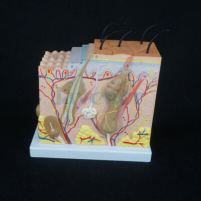 Anatomical Human Skin Block Model Medical Dermatology Dermatological ...