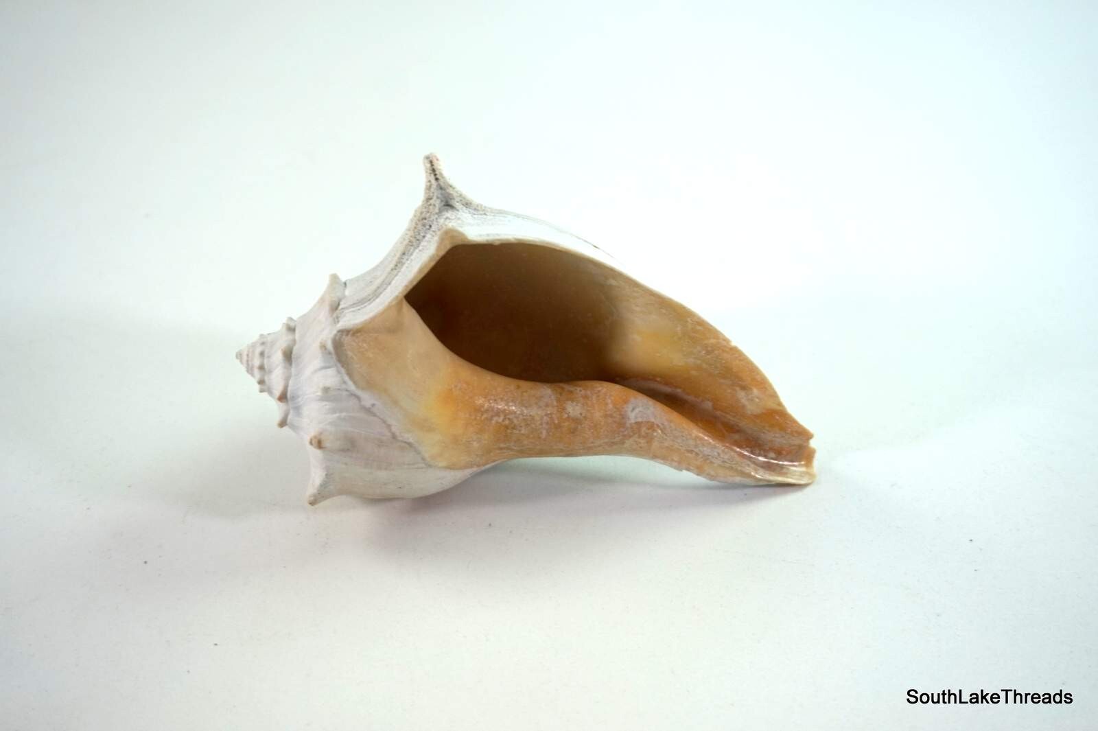 Vintage Natural Horned Conch Shell Smooth From Ocean Wear White Beach ...