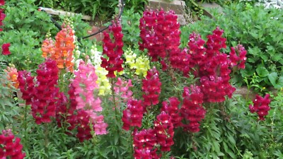 1/8 tsp (500+) Snapdragon flower seeds-mix colors(maroon, orange,red ...