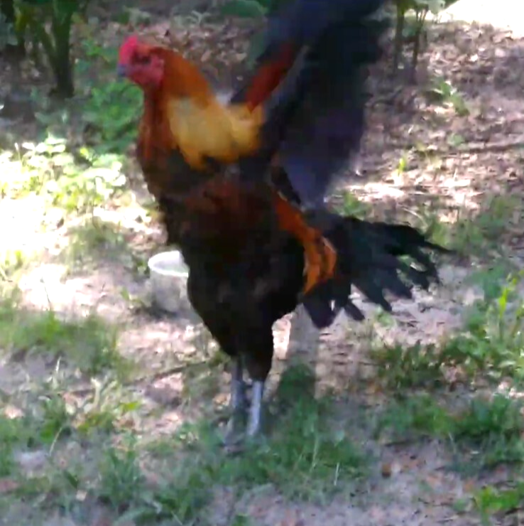 12 NPIP/AI CLEAN LIEGE FIGHTER HATCHING EGGS RARE SUPER SHOW QUALITY ...