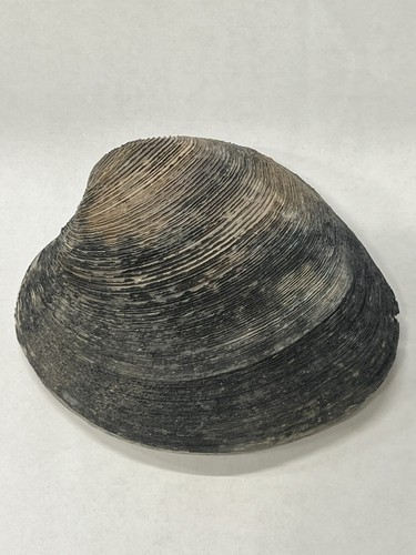 RARE Fossilized CLAM shell ( 1/2 ) From Central Florida - Pliocene Era ...